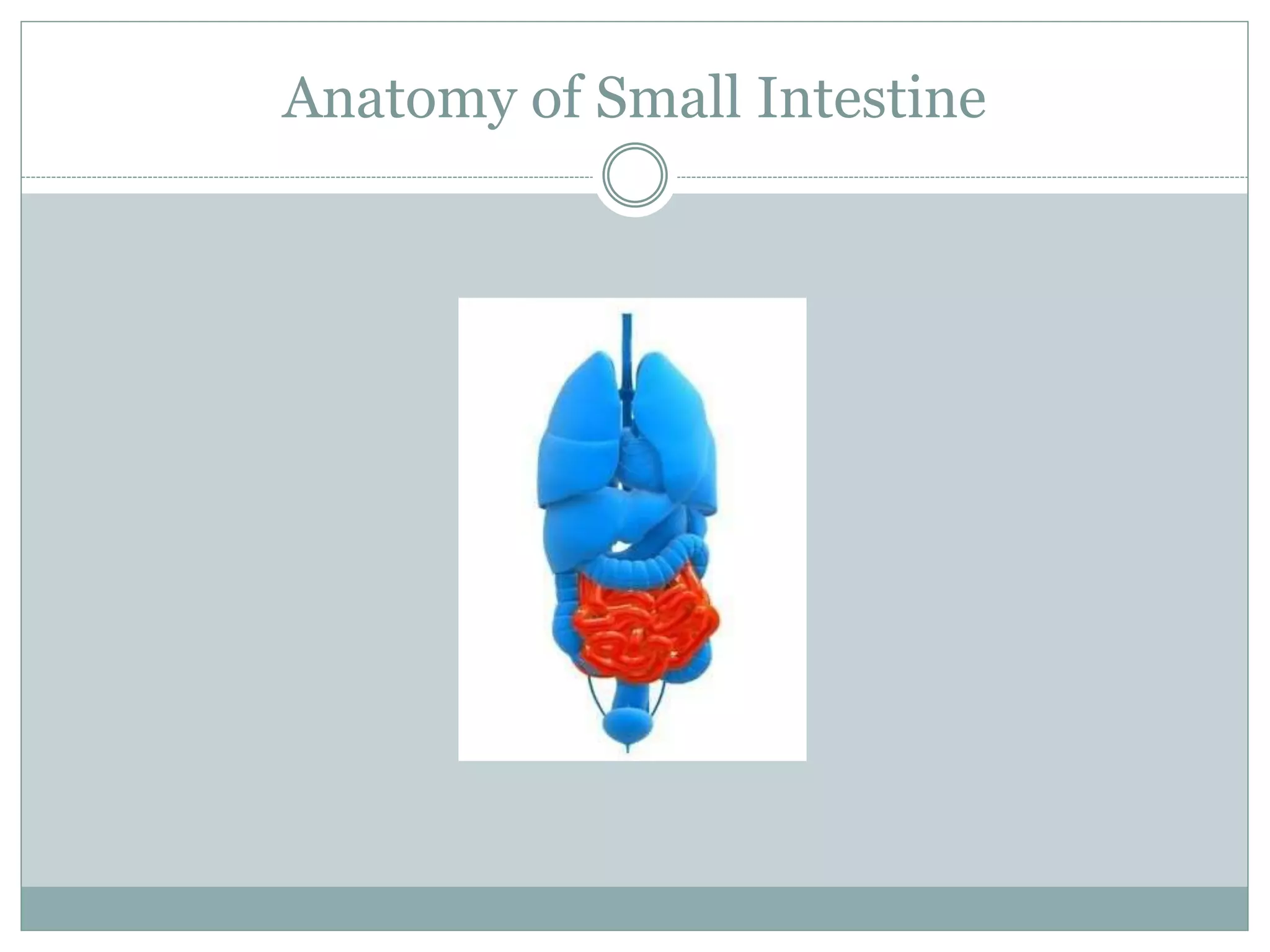 Anatomy of abdomen and regions of trunk | PPTX