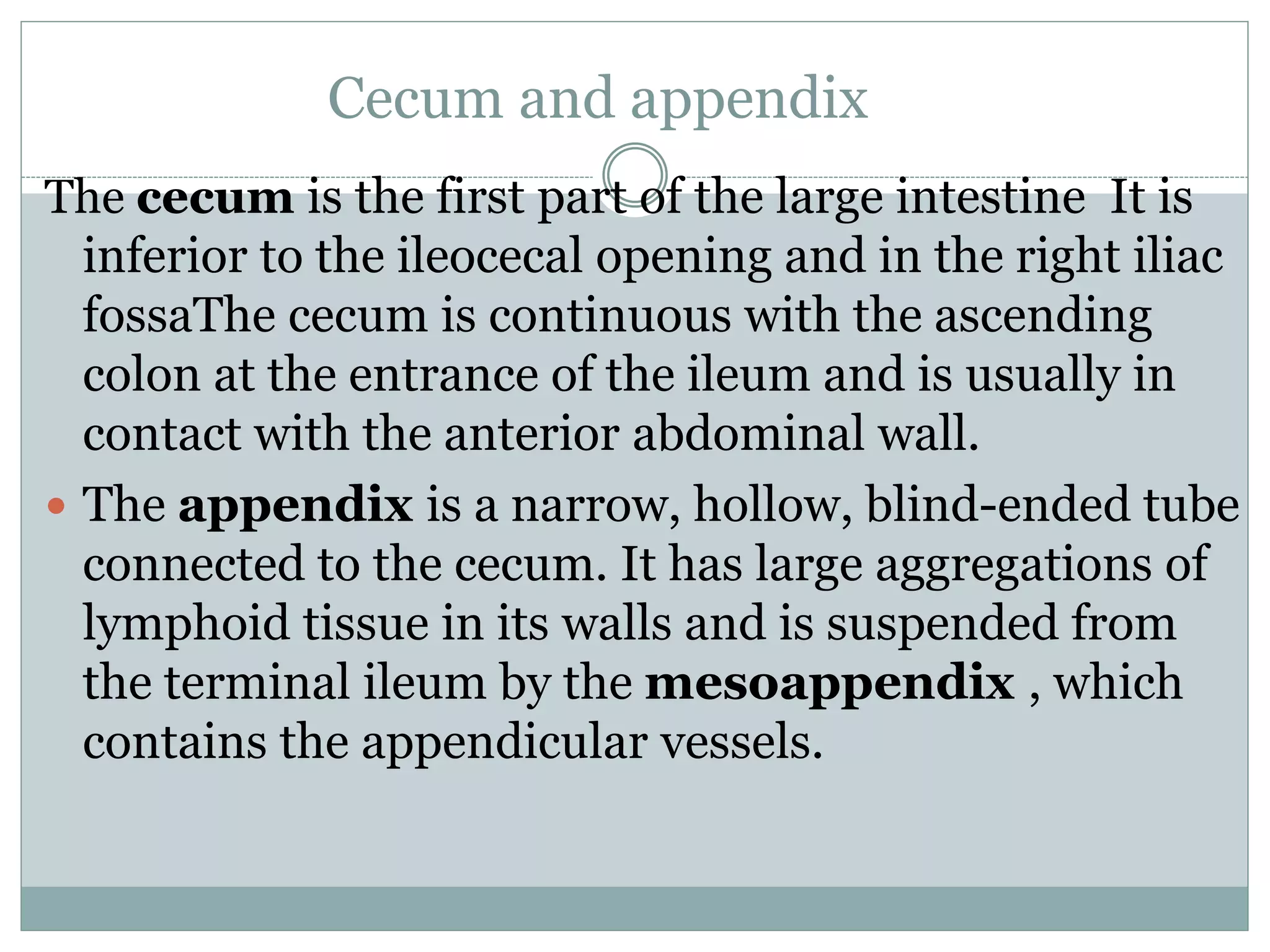 Anatomy of abdomen and regions of trunk | PPTX