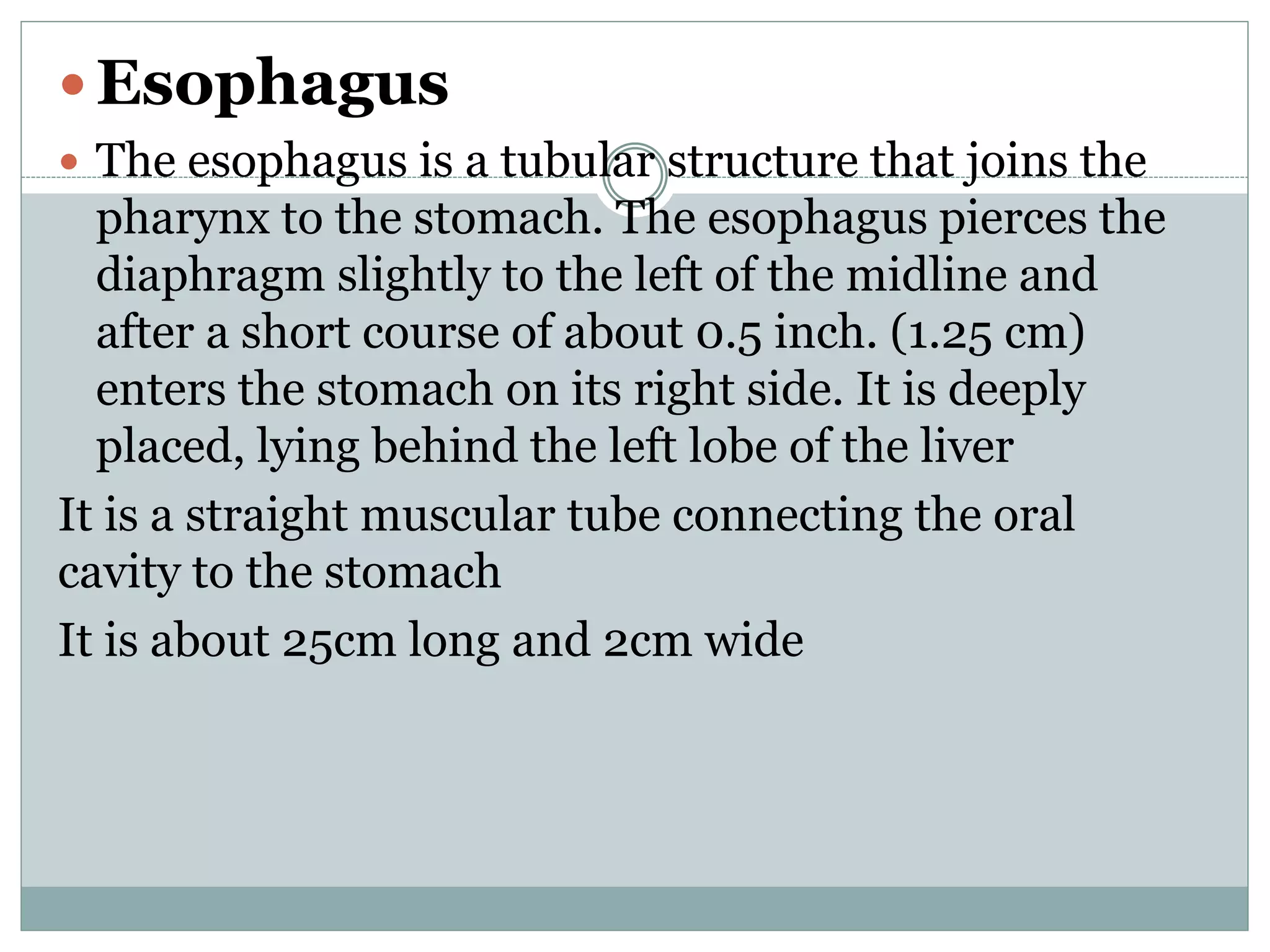 Anatomy of abdomen and regions of trunk | PPTX