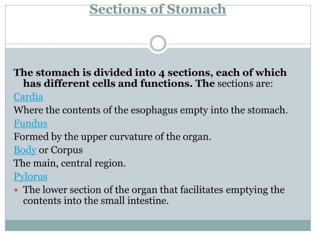 Anatomy of abdomen and regions of trunk | PPTX | Endocrine and ...