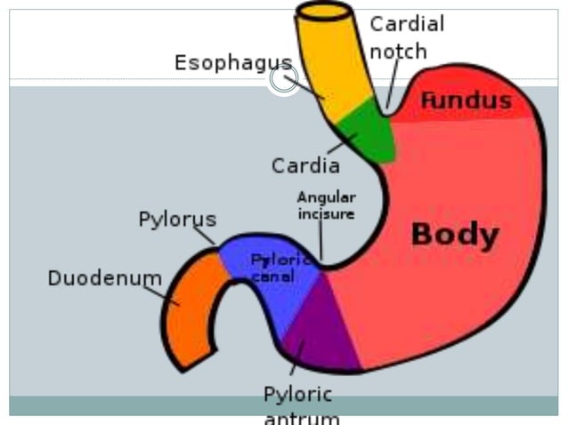 Anatomy of abdomen and regions of trunk | PPTX | Endocrine and ...