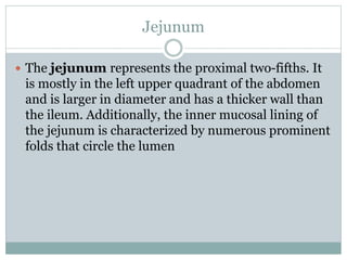 Anatomy of abdomen and regions of trunk | PPTX