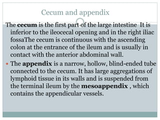Anatomy of abdomen and regions of trunk | PPTX