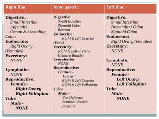 Anatomy of abdomen and regions of trunk | PPTX