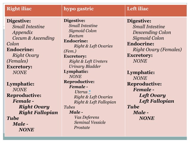 Anatomy of abdomen and regions of trunk | PPTX | Endocrine and ...