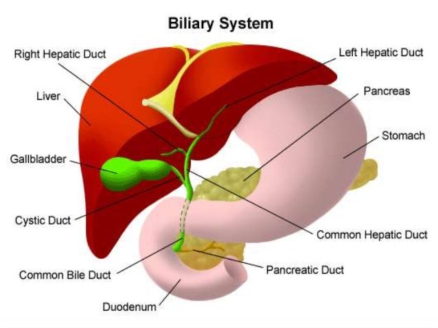 9 Regions Of Abdomen And Organs