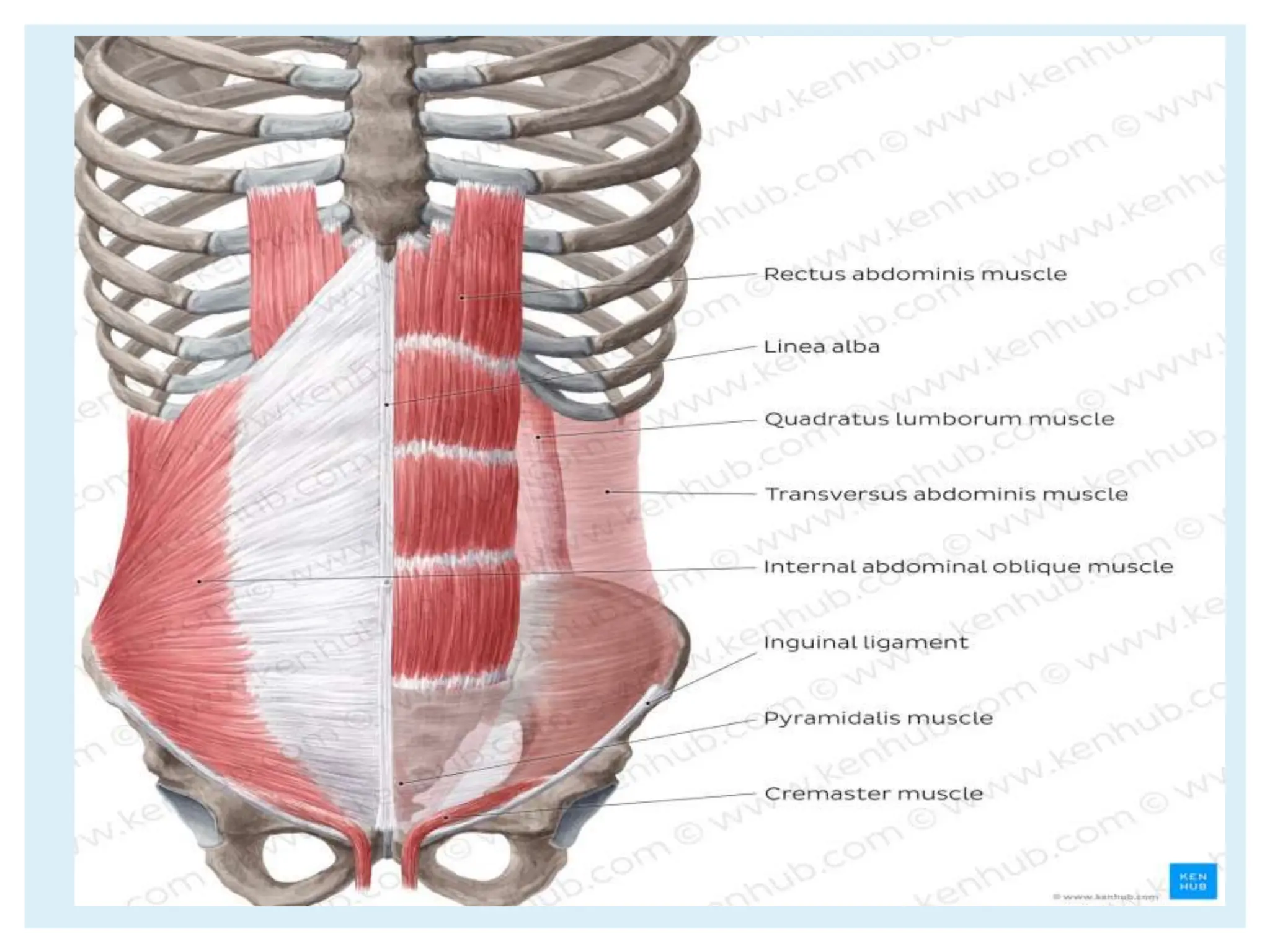 Anatomy of Abdominal Wall fffffffffffffff.pptx