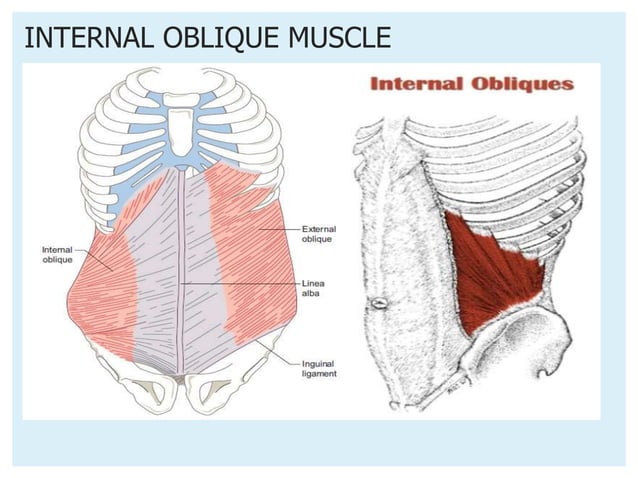 Anatomy of Abdominal Wall fffffffffffffff.pptx