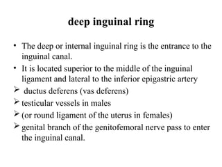 Anatomy of Abdominal wall and Inguinal Canal.pptx