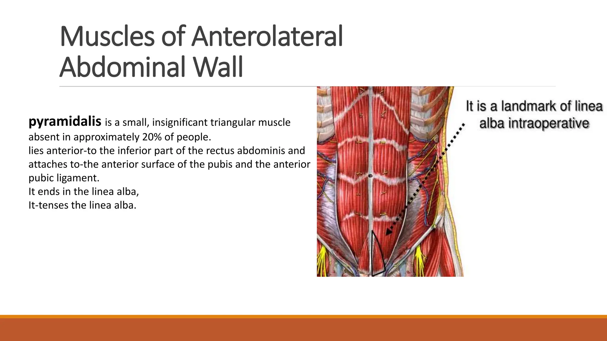 Anatomy of Abdominal wall and Inguinal region.pptx