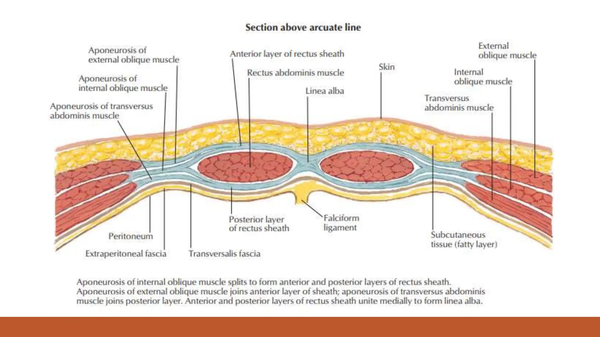 Anatomy of Abdominal wall and Inguinal region.pptx