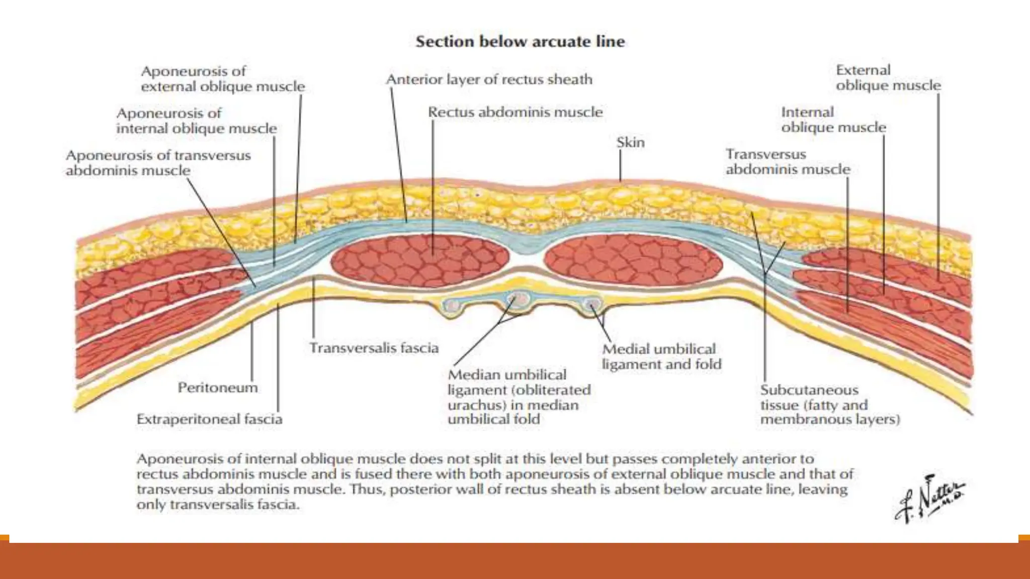 Anatomy of Abdominal wall and Inguinal region.pptx