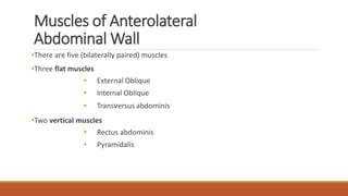 Anatomy of Abdominal wall and Inguinal region.pptx