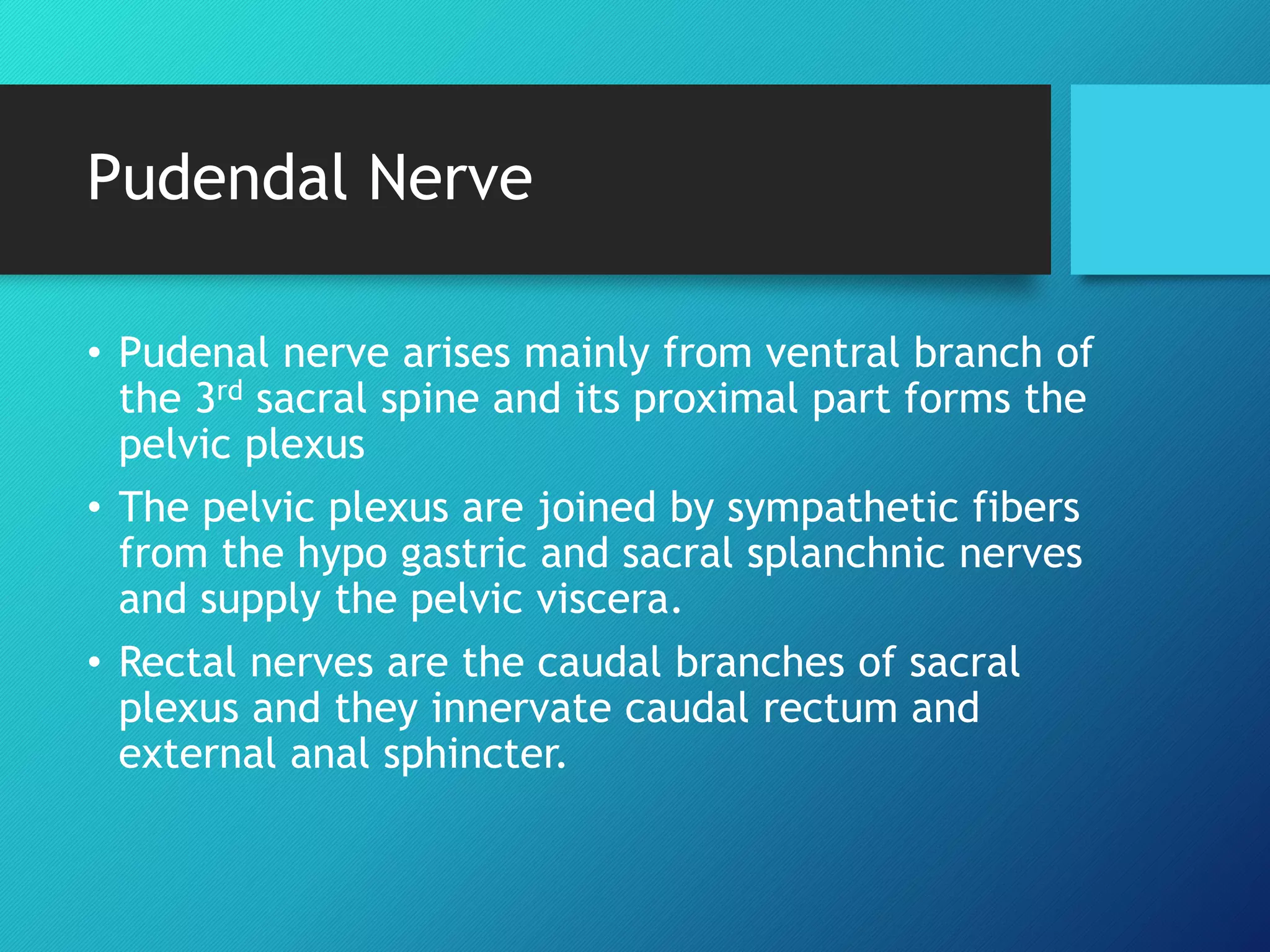 Anatomy of abdomina nerves | PPTX
