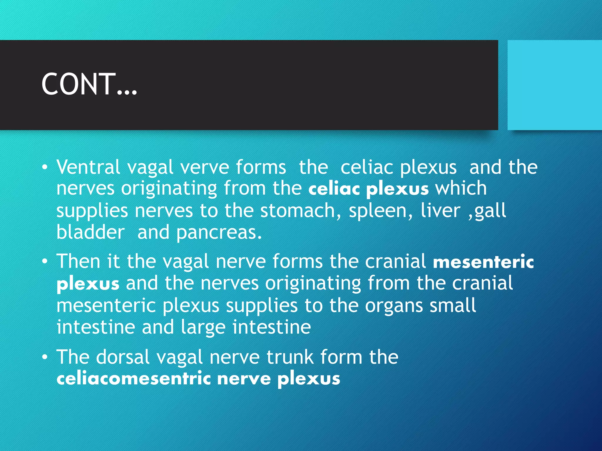 Anatomy of abdomina nerves | PPTX