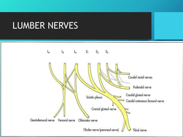 Anatomy of abdomina nerves | PPTX | Death, Injury, or Military Conflict ...