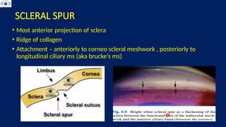 ANATOMY OF ANTERIOR CHAMBER . PG BASICS. | PPTX