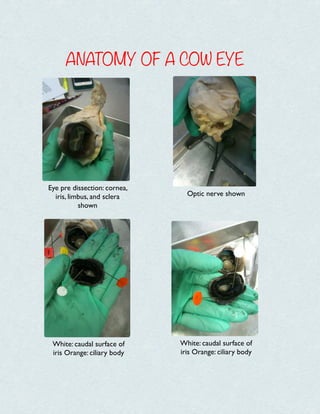Anatomy of a cow eye | PDF