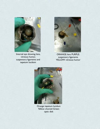 Anatomy of a cow eye | PDF