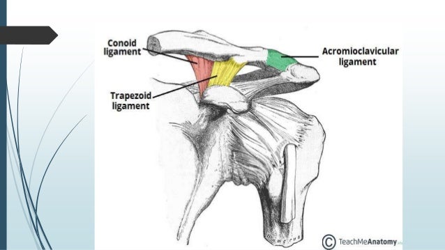 Anatomy of acromioclavicular joint