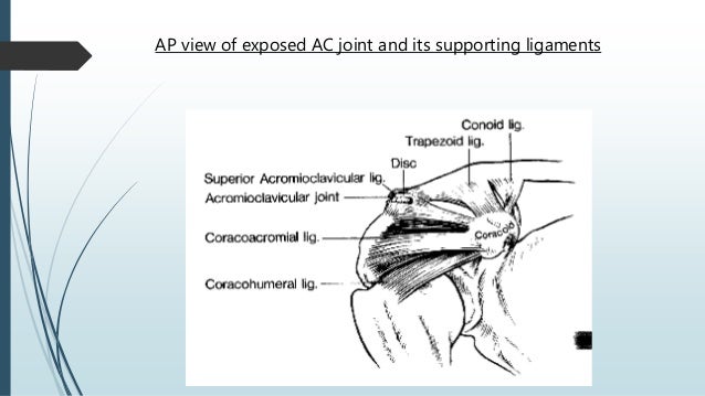 Anatomy of acromioclavicular joint