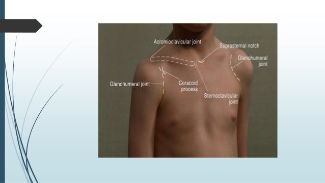 Anatomy of acromioclavicular joint