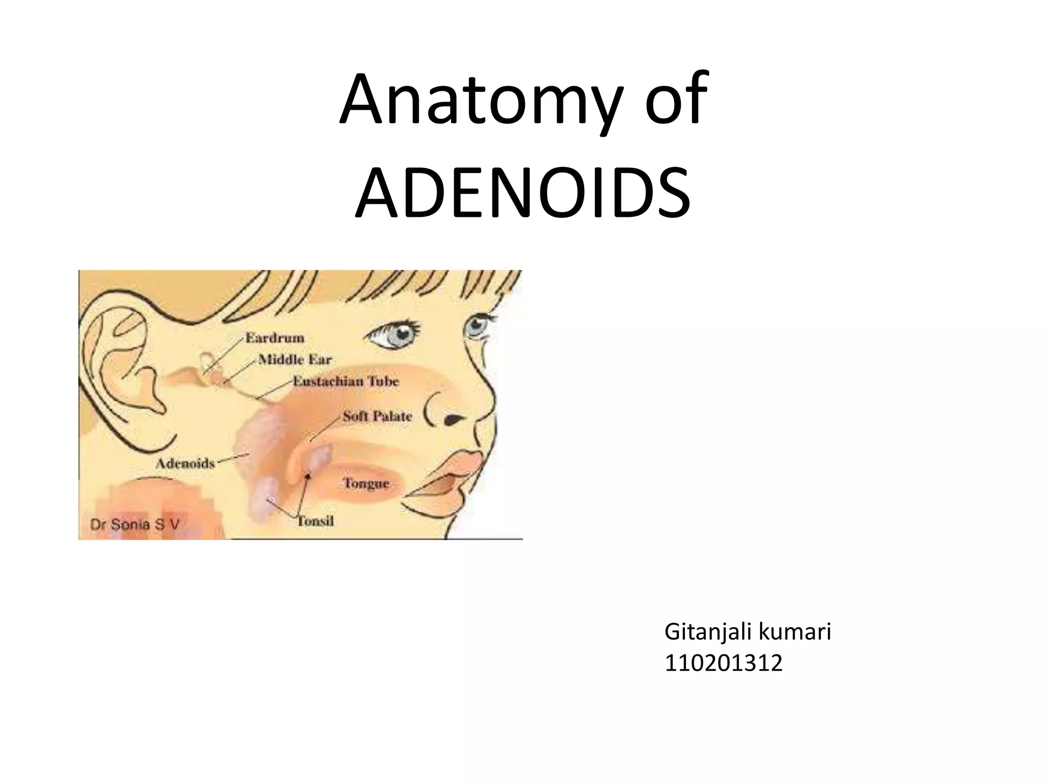 Anatomy of adenoid | PPTX | Ear, Nose and Throat Conditions | Diseases ...