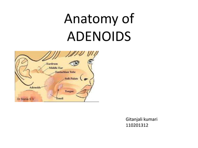 Anatomy of adenoid | PPT