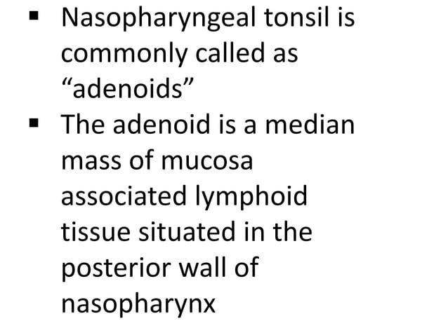 Anatomy Of Adenoid