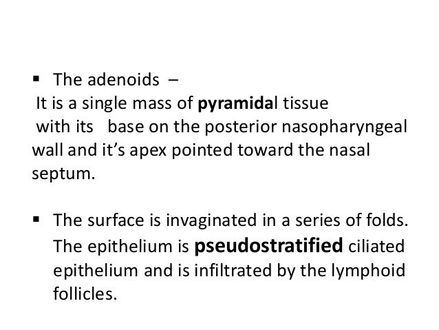 Anatomy of adenoid