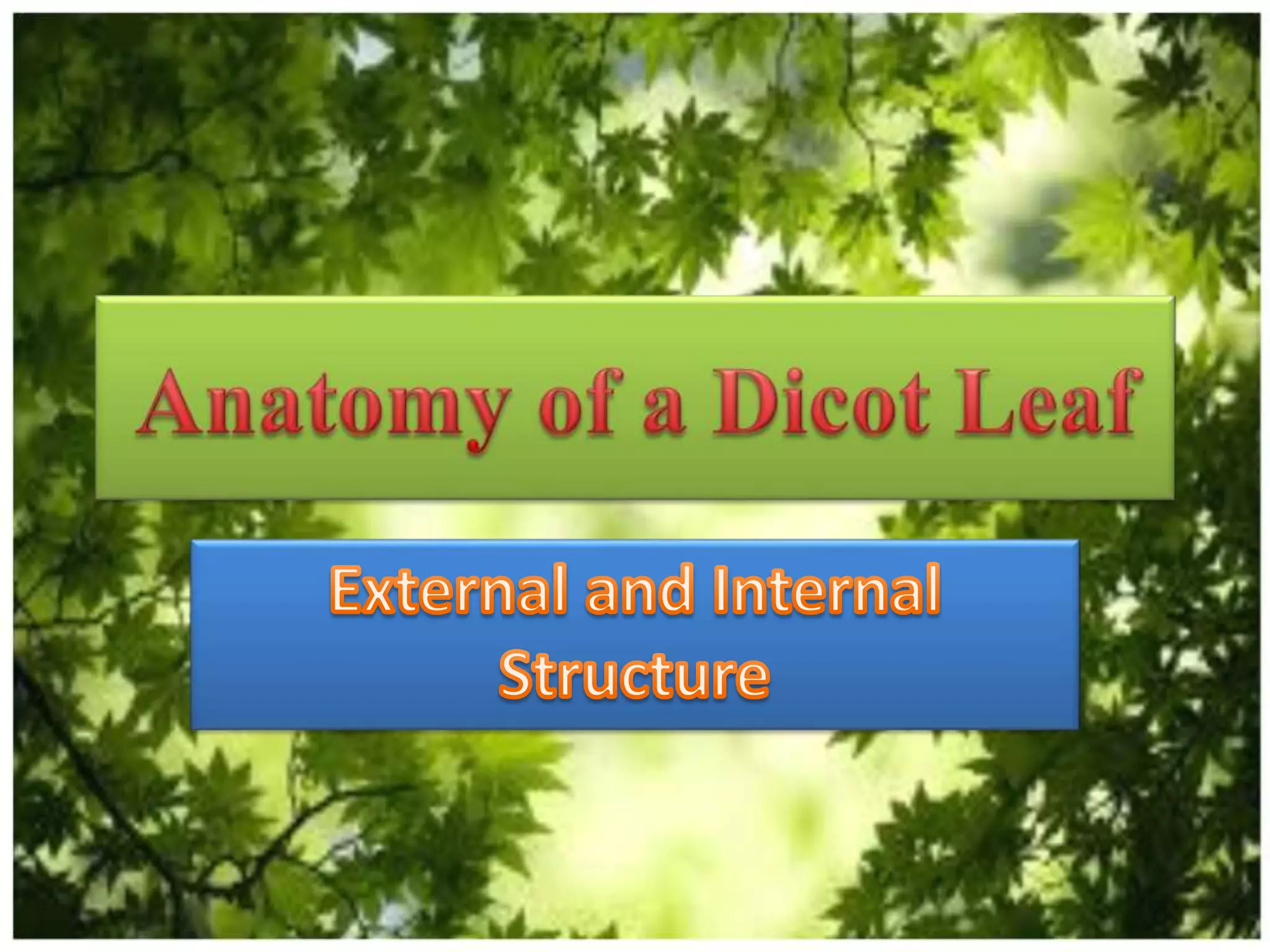 Anatomy of a dicot leaf | PPTX