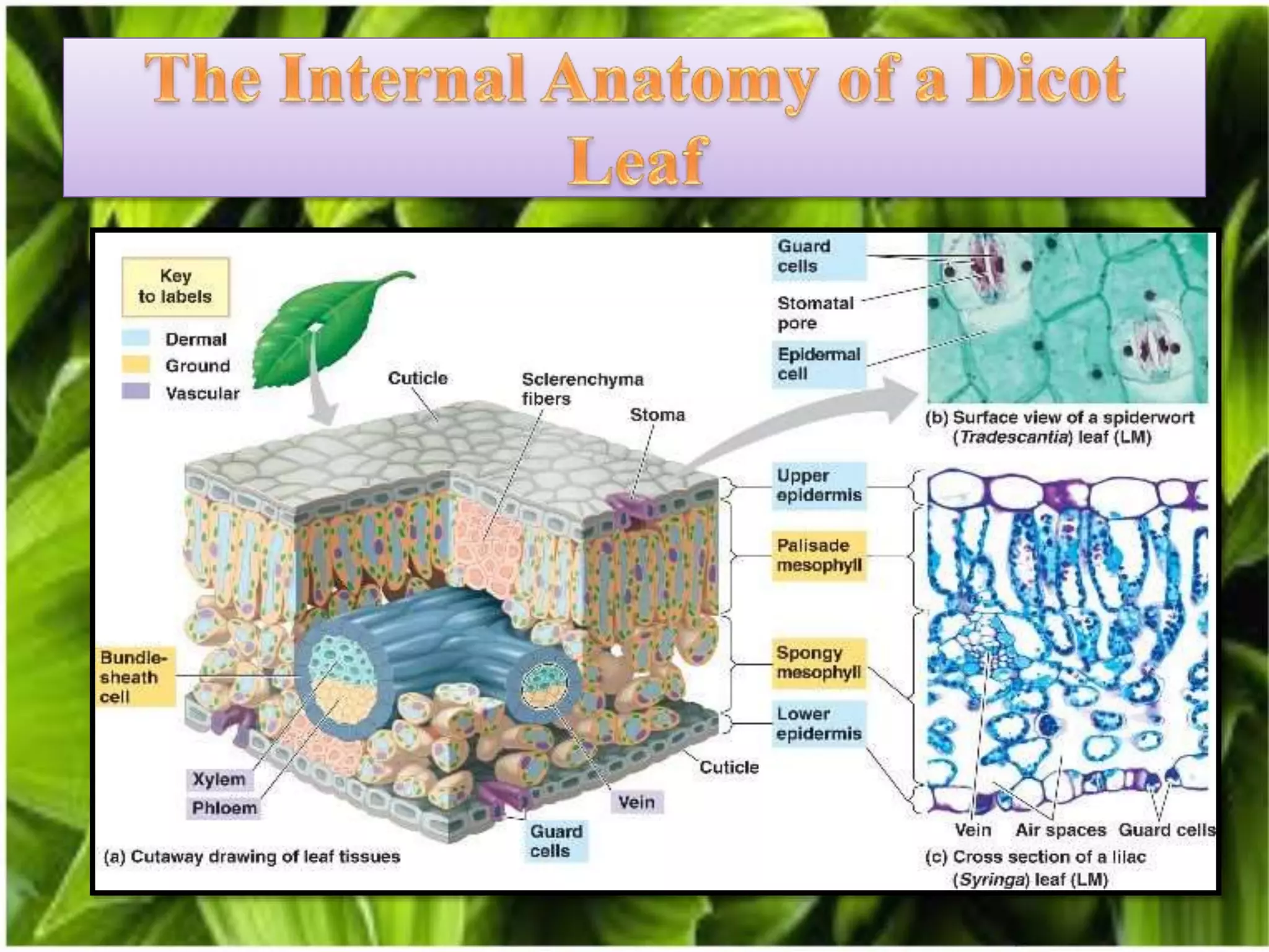 Anatomy of a dicot leaf | PPTX