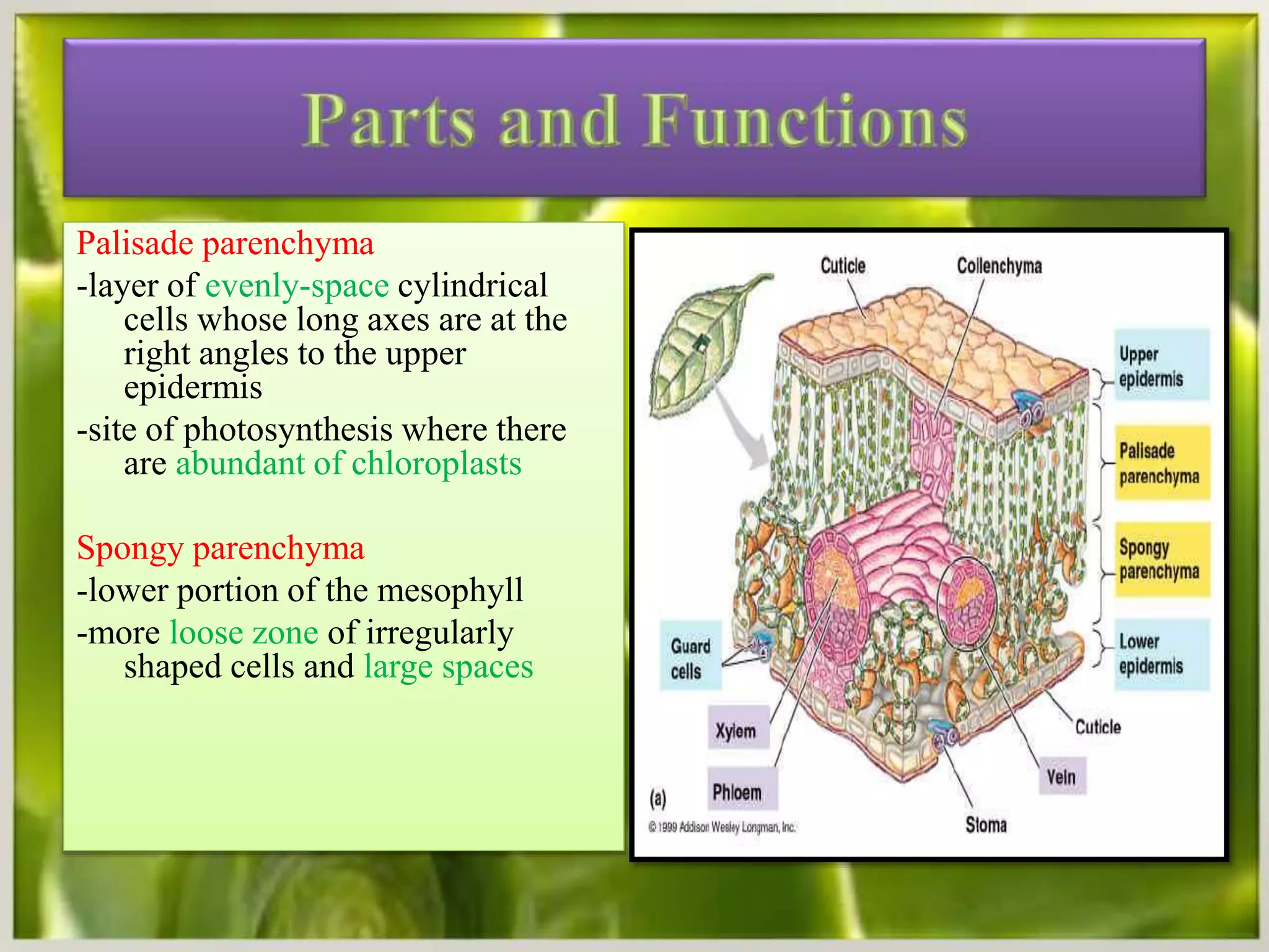 Anatomy of a dicot leaf | PPTX