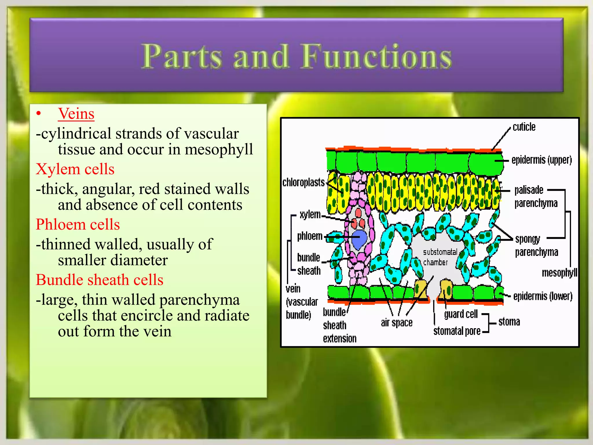 Anatomy of a dicot leaf | PPTX