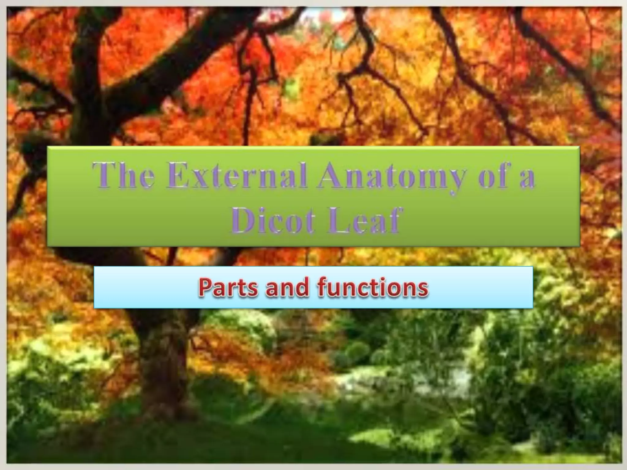 Anatomy of a dicot leaf | PPTX