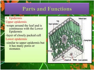 Anatomy of a dicot leaf | PPTX