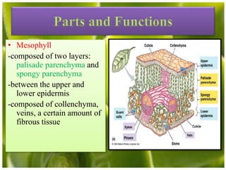 Anatomy of a dicot leaf | PPTX