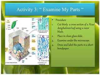 Anatomy of a dicot leaf | PPTX