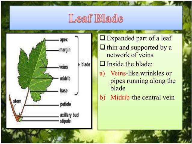 Anatomy of a dicot leaf | PPTX
