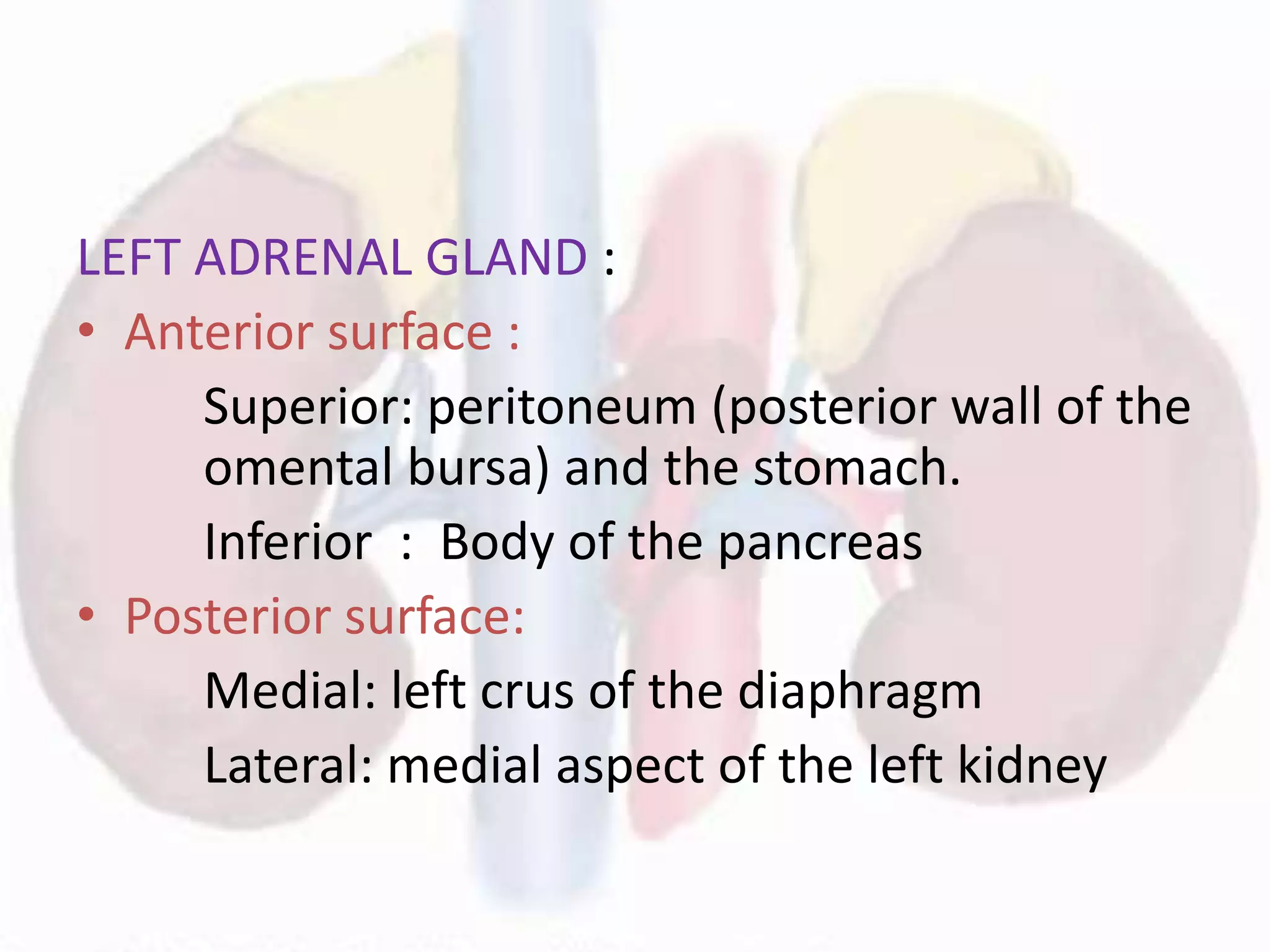Surgical Anatomy of adrenal gland | PPTX