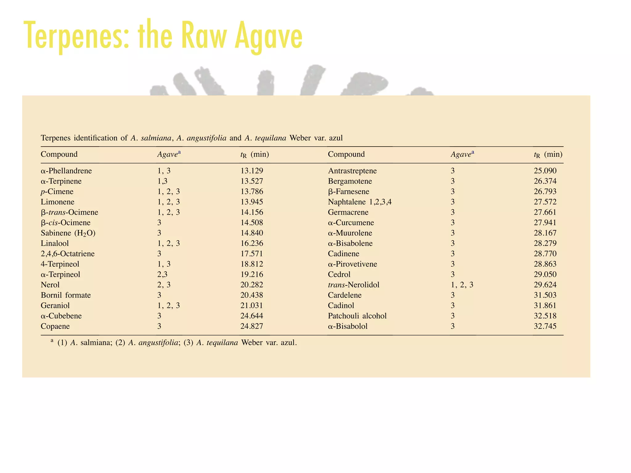 Anatomy of Agave-Seductive Succulent Presentation | PDF