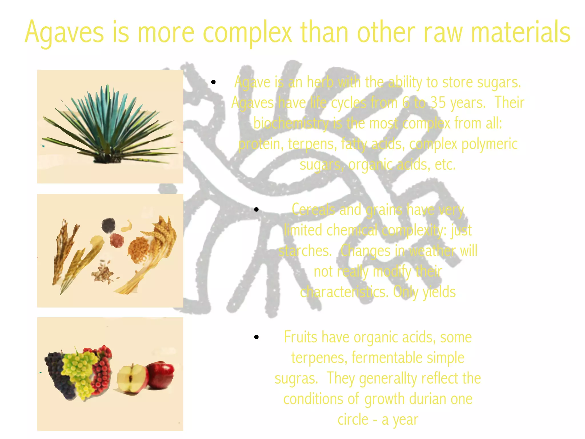 Anatomy of Agave-Seductive Succulent Presentation | PDF