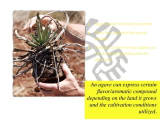 Anatomy of Agave-Seductive Succulent Presentation | PDF