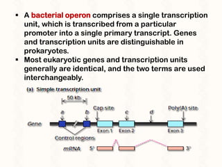 Anatomy of a gene | PPT