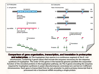 Anatomy of a gene | PPT