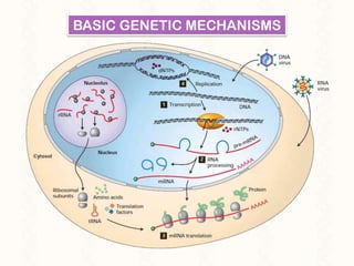 Anatomy of a gene | PPTX
