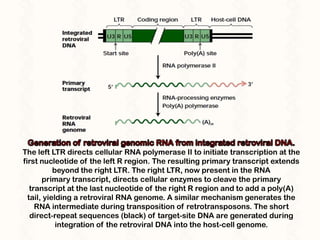 Anatomy of a gene | PPTX