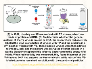 Anatomy of a gene | PPT