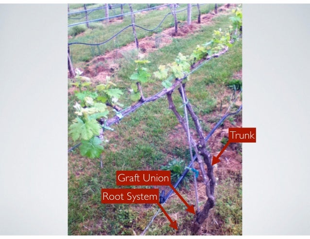 Anatomy Of A Grape Vine Adelaida | Blog | Anatomy Of A Pinot Vine