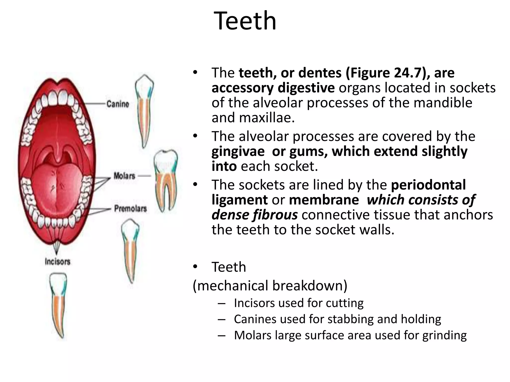 Anatomy of ailmentary canal | PPTX